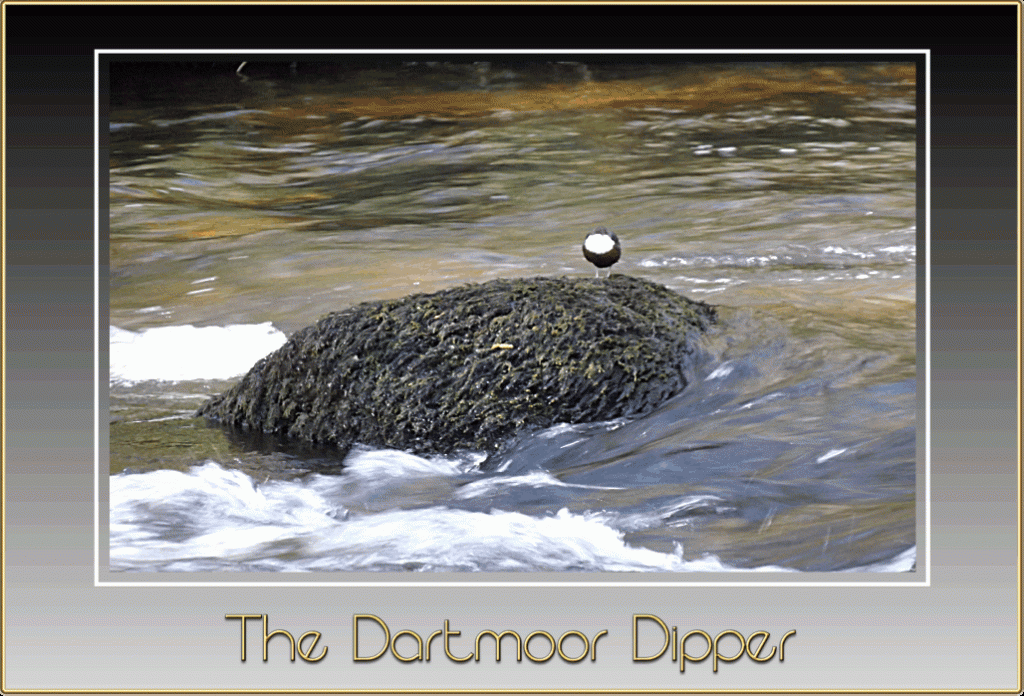 Dippers – Legendary Dartmoor