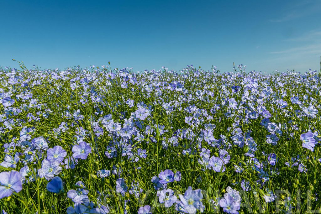 Champ de lin en fleurs, France, Hauts de France ∞ Flax field in bloom ...