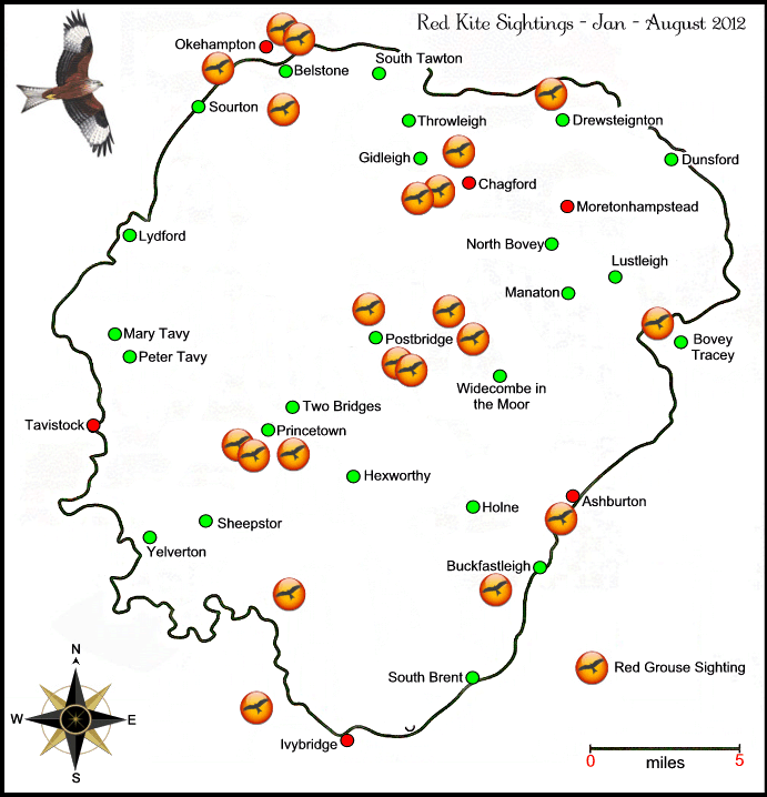 Red Kites – Legendary Dartmoor