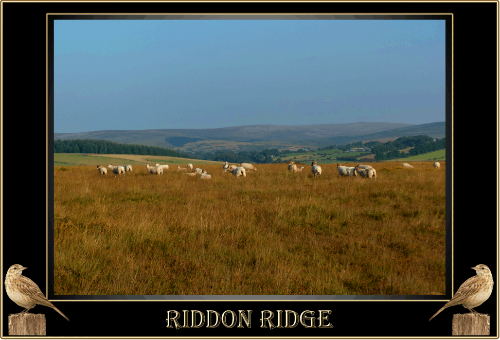 Riddon Ridge – Legendary Dartmoor
