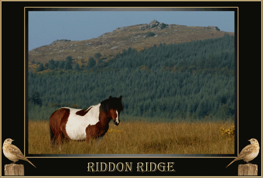 Riddon Ridge – Legendary Dartmoor