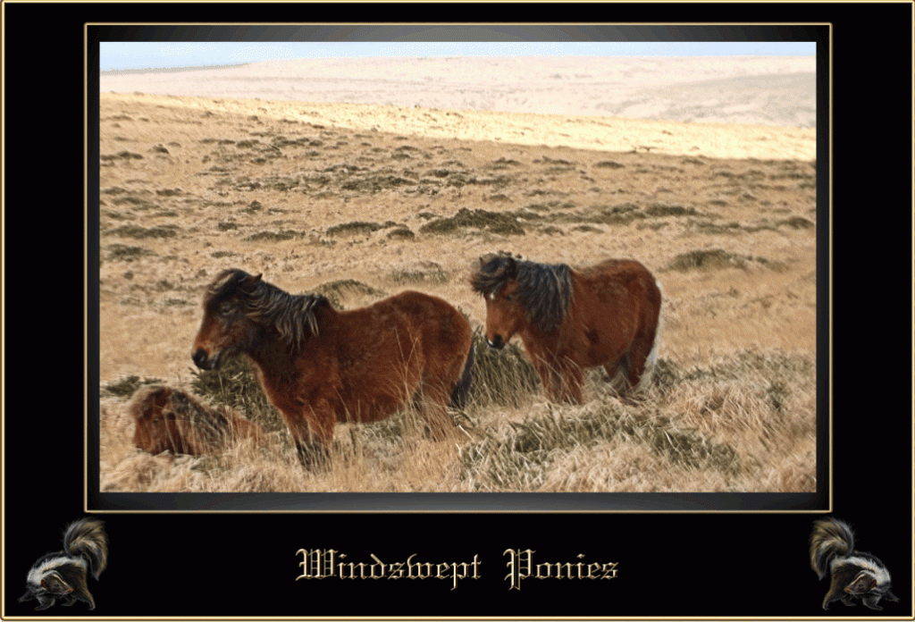 Skunk Farm & the BBC – Legendary Dartmoor