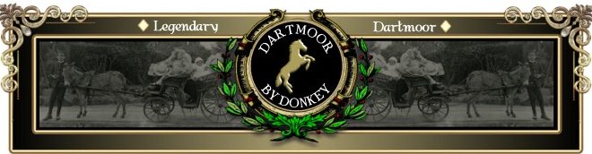 Donkey – Legendary Dartmoor