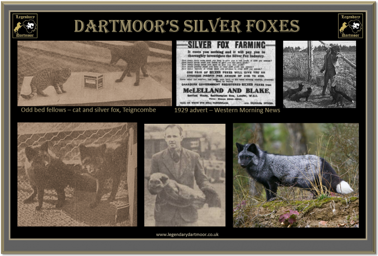Silver Foxes – Legendary Dartmoor